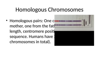 Chromosomes_Presentation_With_Notes.pptx