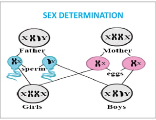 Chromosomes sex determination.pdf