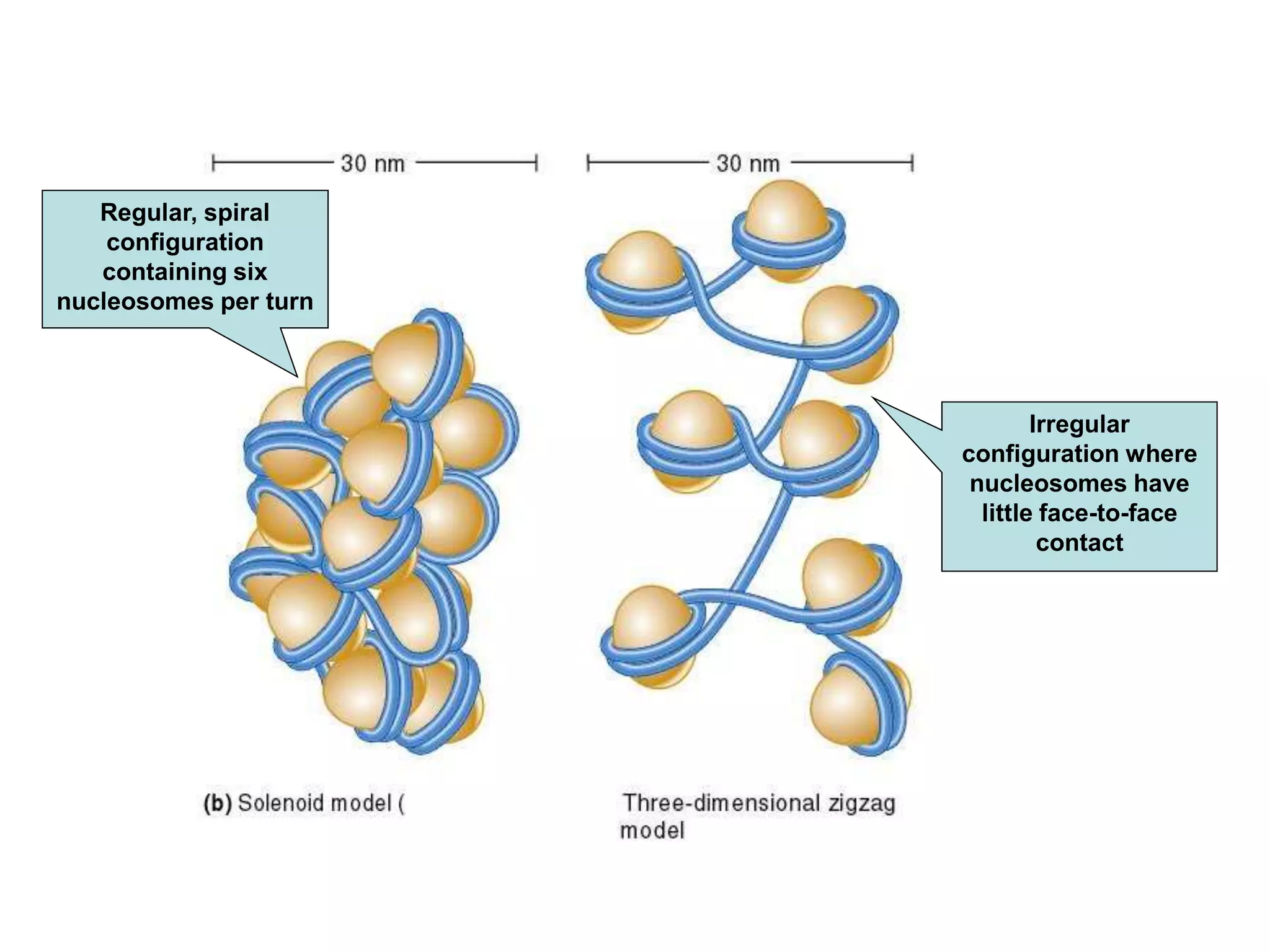 Chromosomes structure and function, Dr.Kamelsh shah, PSSHDA, KADI | PPT