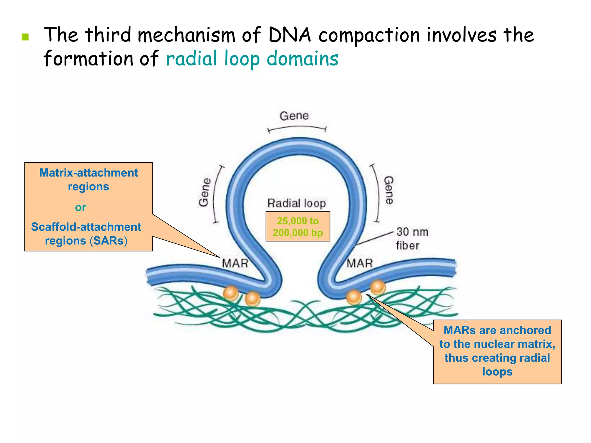Chromosomes structure and function, Dr.Kamelsh shah, PSSHDA, KADI | PPT