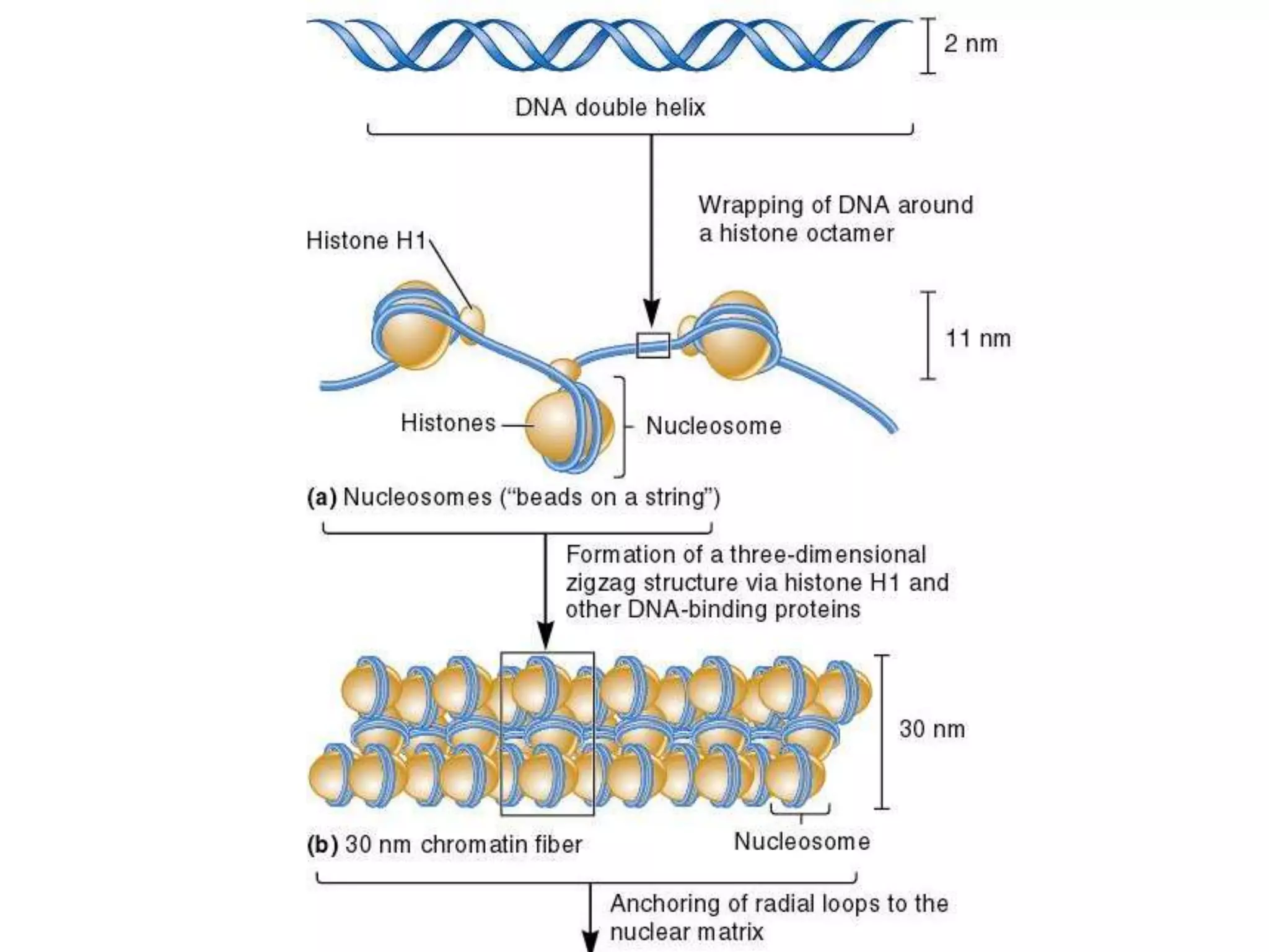 Chromosomes structure and function, Dr.Kamelsh shah, PSSHDA, KADI | PPT