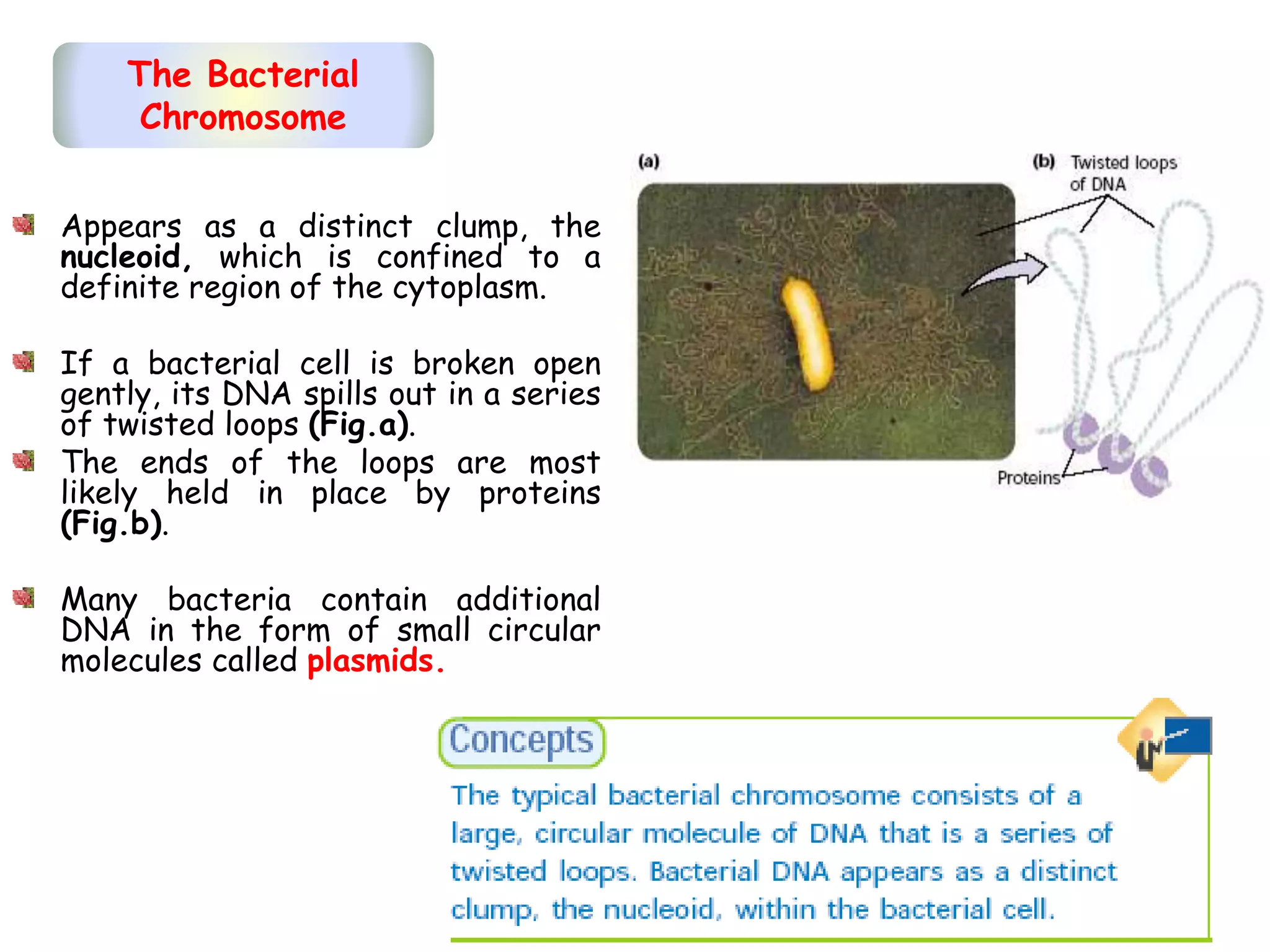 Chromosomes structure and function, Dr.Kamelsh shah, PSSHDA, KADI | PPT