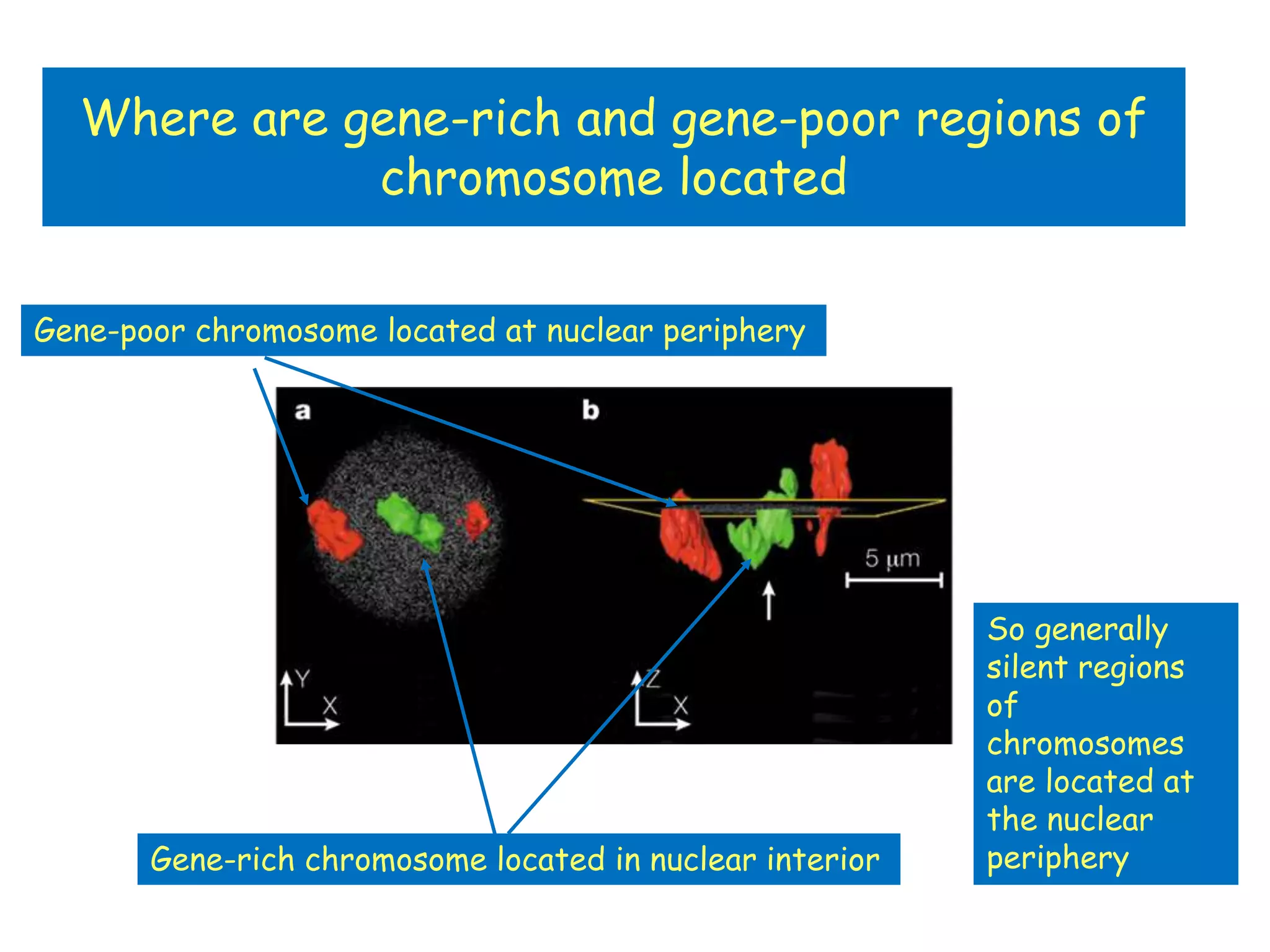 Chromosomes structure and function, Dr.Kamelsh shah, PSSHDA, KADI | PPT