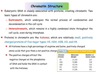 Chromosomes structure and function, Dr.Kamelsh shah, PSSHDA, KADI | PPT