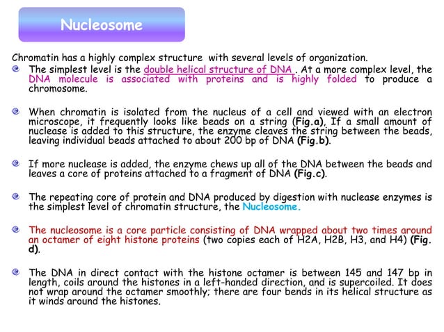 Chromosomes Structure And Function Drkamelsh Shah Psshda Kadi Ppt Biological Sciences