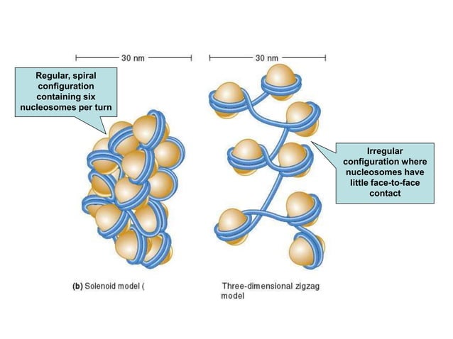 Chromosomes Structure And Function Drkamelsh Shah Psshda Kadi Ppt Biological Sciences