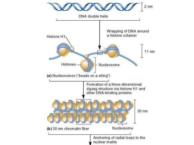 Chromosomes Structure And Function Drkamelsh Shah Psshda Kadi Ppt Biological Sciences