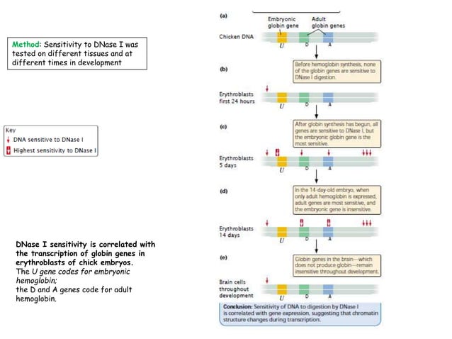 Chromosomes Structure And Function Drkamelsh Shah Psshda Kadi Ppt Biological Sciences