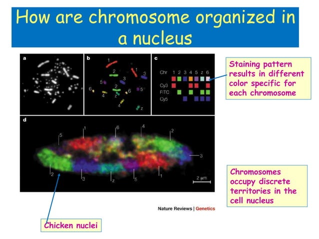 Chromosomes Structure And Function Drkamelsh Shah Psshda Kadi Ppt Biological Sciences