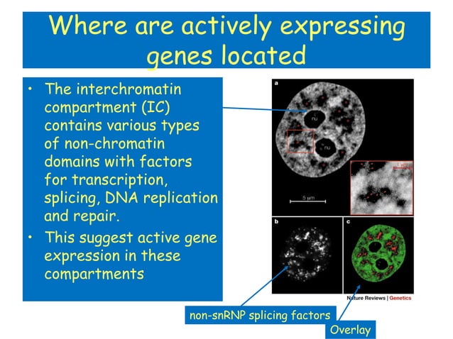 Chromosomes Structure And Function Drkamelsh Shah Psshda Kadi Ppt