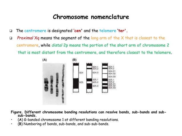 Chromosomes Structure And Function Drkamelsh Shah Psshda Kadi Ppt Biological Sciences