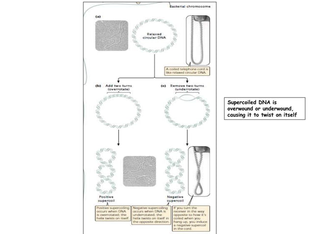 Chromosomes Structure And Function Drkamelsh Shah Psshda Kadi Ppt Biological Sciences