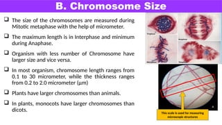 Chromosomes structure, function, special chromosomes | PPTX