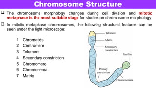 Chromosomes structure, function, special chromosomes | PPTX