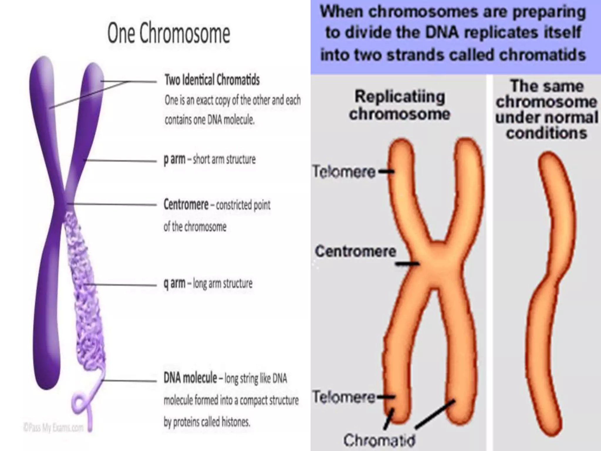 Chromosome str..pptx