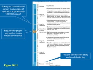 Chromosomestructure | PPT