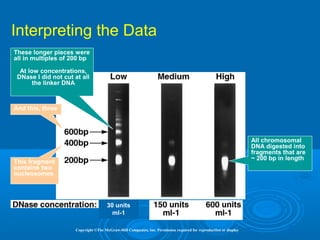 Chromosomestructure | PPT
