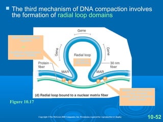 Chromosomestructure | PPT