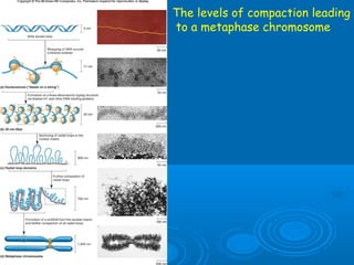 Chromosomestructure | PPT