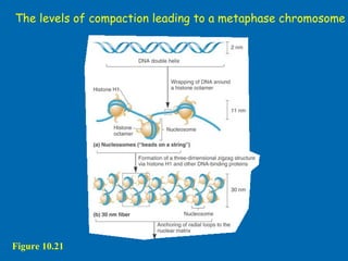 Chromosomestructure | PPT