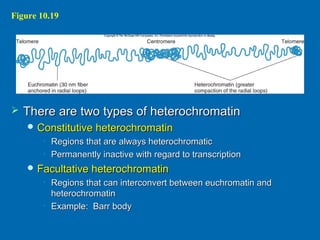 Chromosomestructure | PPT