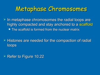 Chromosomestructure | PPT