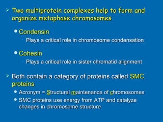 Chromosomestructure | PPT
