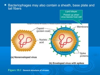 Chromosomestructure | PPT