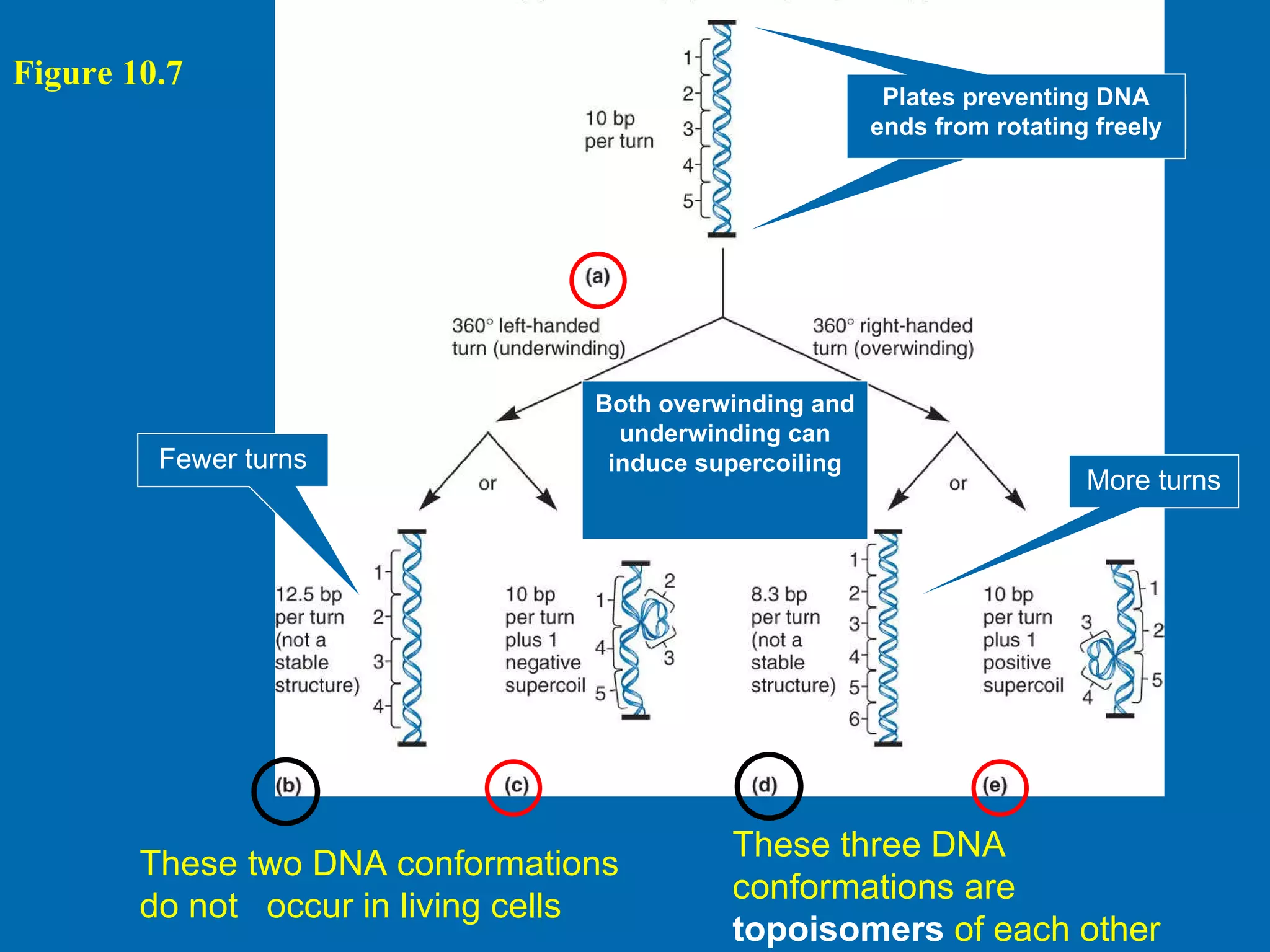 Chromosome structure | PPT
