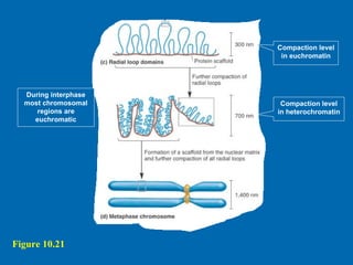 Chromosome structure | PPT