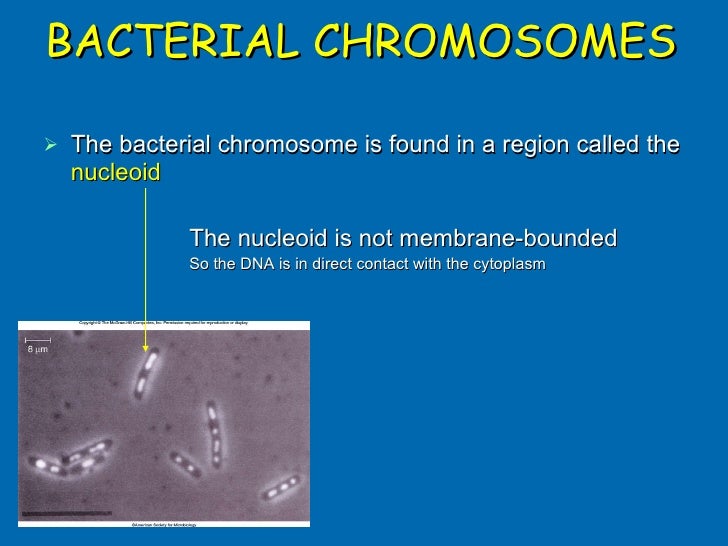 Chromosome structure