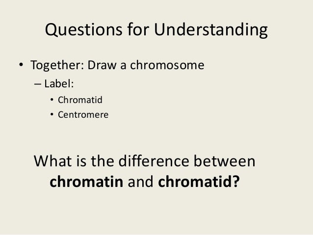 Chromosome Definition Structure Types And Composition Javatpoint