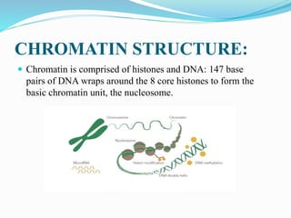 Chromosome structure | PPTX