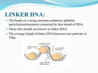 Chromosome structure | PPTX
