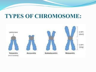 Chromosome structure | PPTX