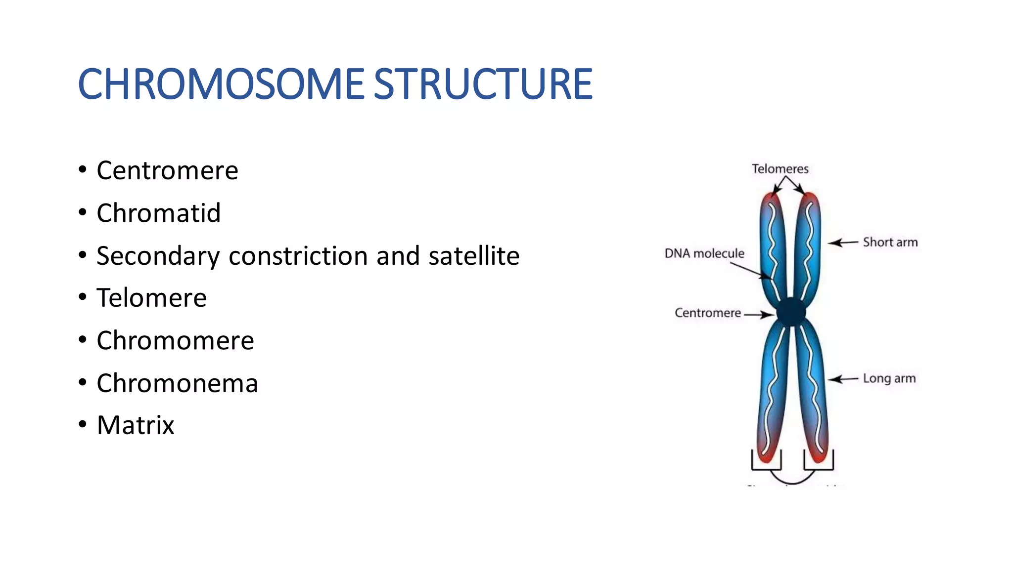 Chromosome structure | PPT