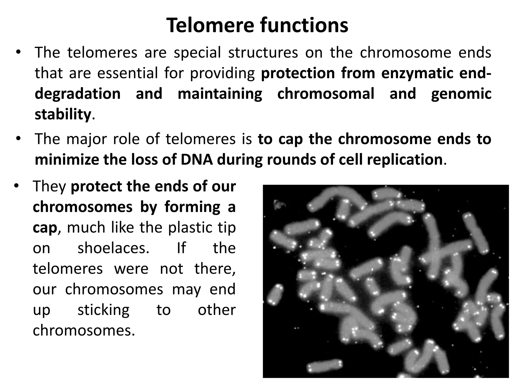 Chromosome structure.ppt principals of genetics | PPT
