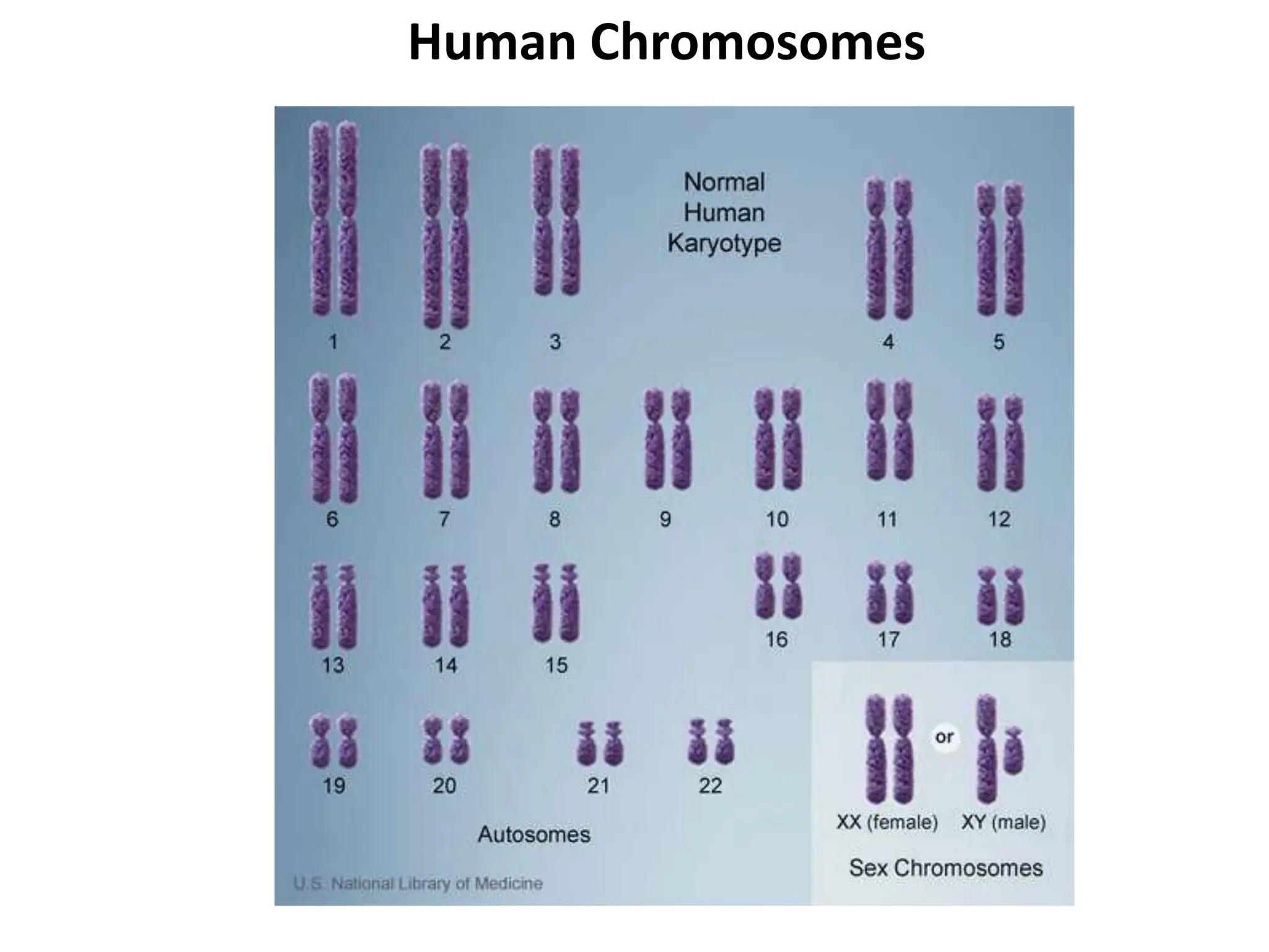 Chromosome Structure Ppt Principals Of Genetics Ppt