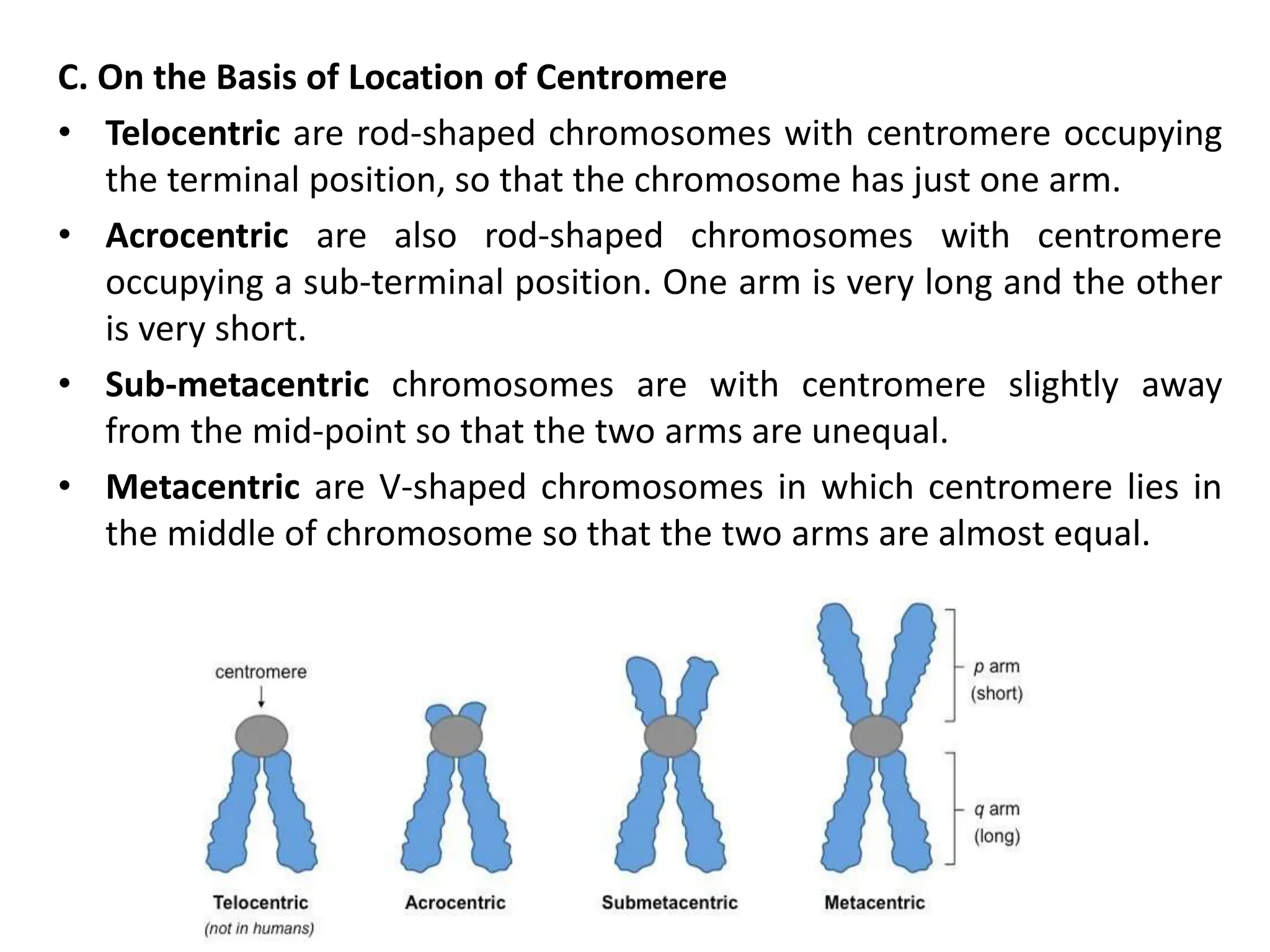 Chromosome structure.ppt principals of genetics | PPT