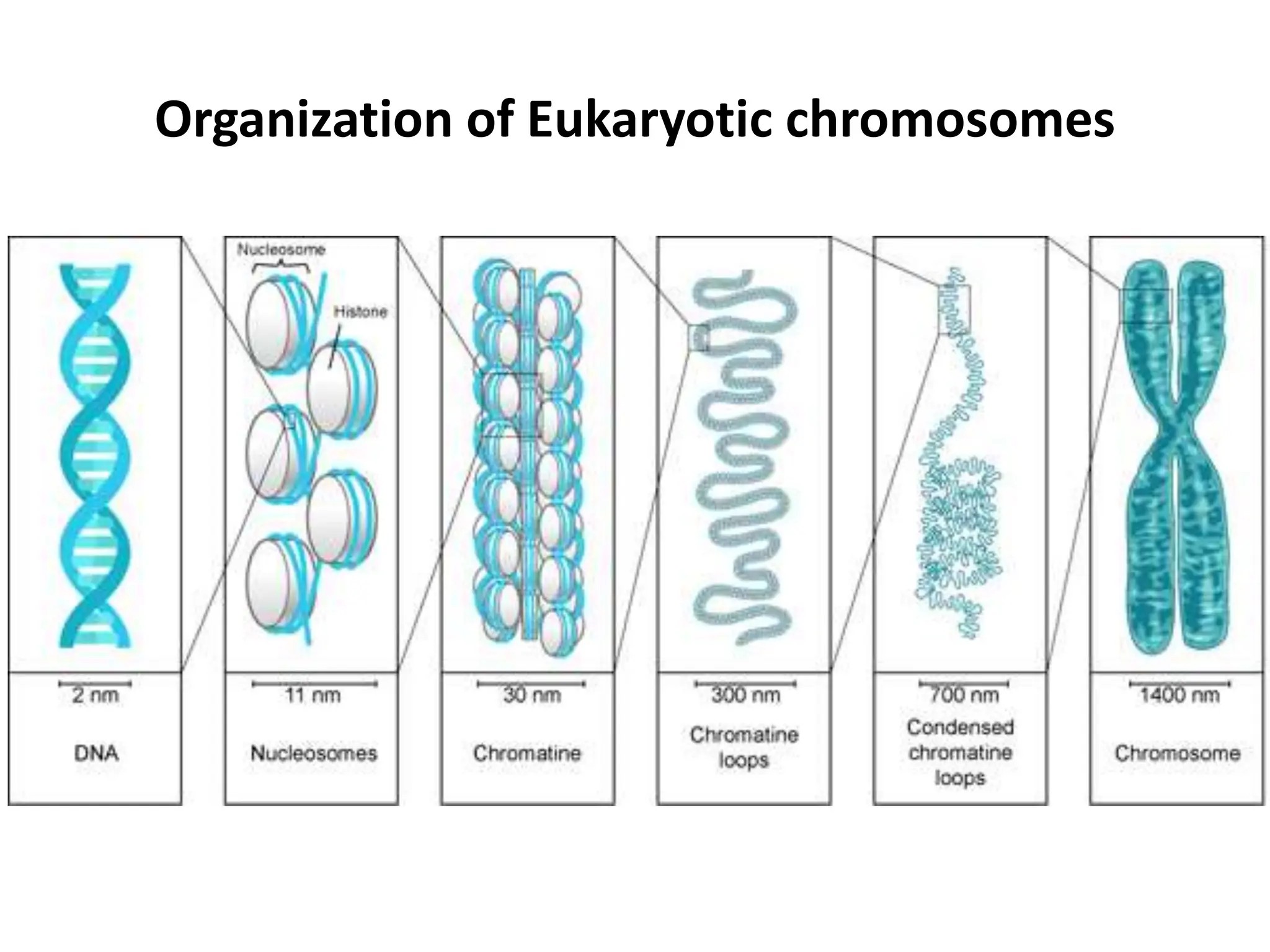 Chromosome structure.ppt principals of genetics | PPT