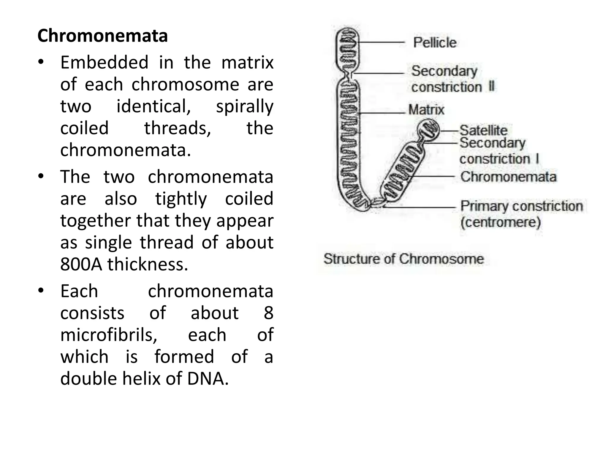 Chromosome structure.ppt principals of genetics | PPT