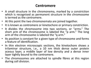 Chromosome structure.ppt principals of genetics | PPT