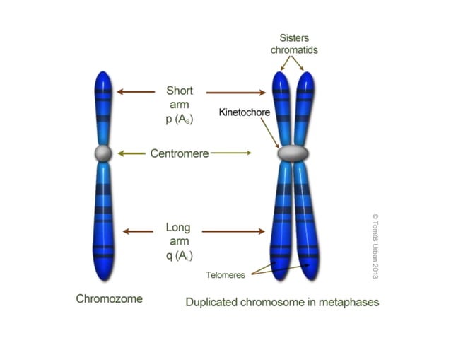 Chromosome structure.ppt principals of genetics | PPT | Genetics | Science