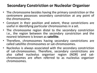 Chromosome structure.ppt principals of genetics | PPT