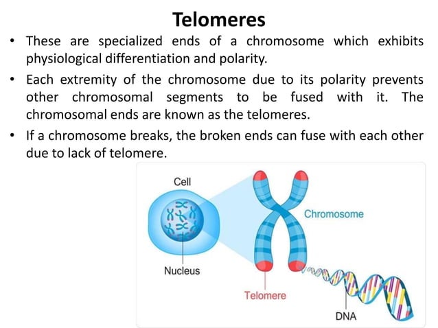 Chromosome structure.ppt principals of genetics | PPT | Genetics | Science