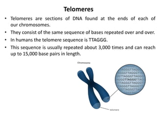 Chromosome structure.ppt principals of genetics | PPT
