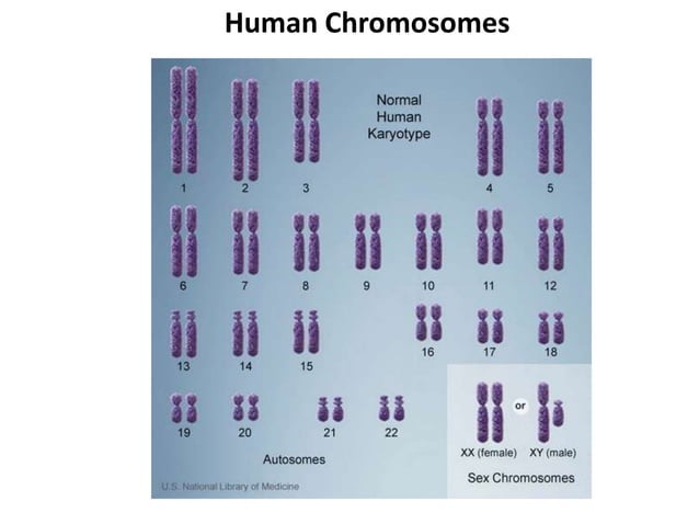 Chromosome structure.ppt principals of genetics | PPT | Genetics | Science