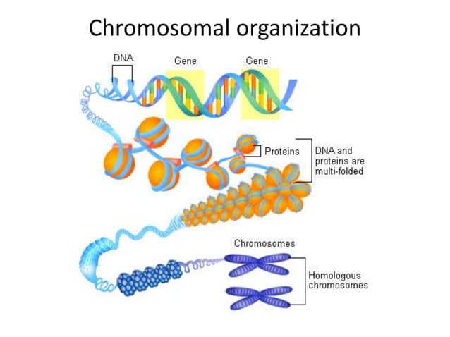 Chromosome Structure Ppt Principals Of Genetics Ppt Genetics Science