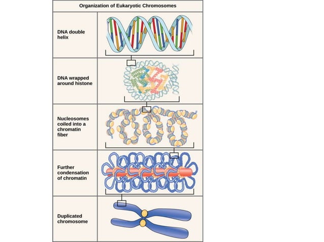 Chromosome structure.ppt principals of genetics | PPT | Genetics | Science