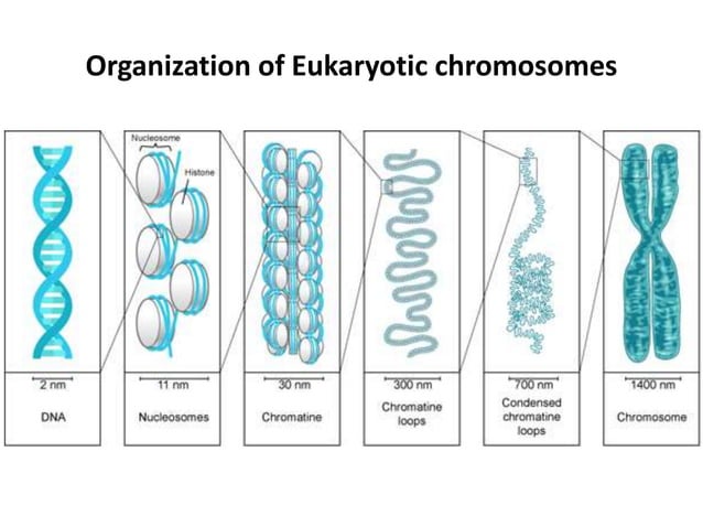Chromosome structure.ppt principals of genetics | PPT | Genetics | Science